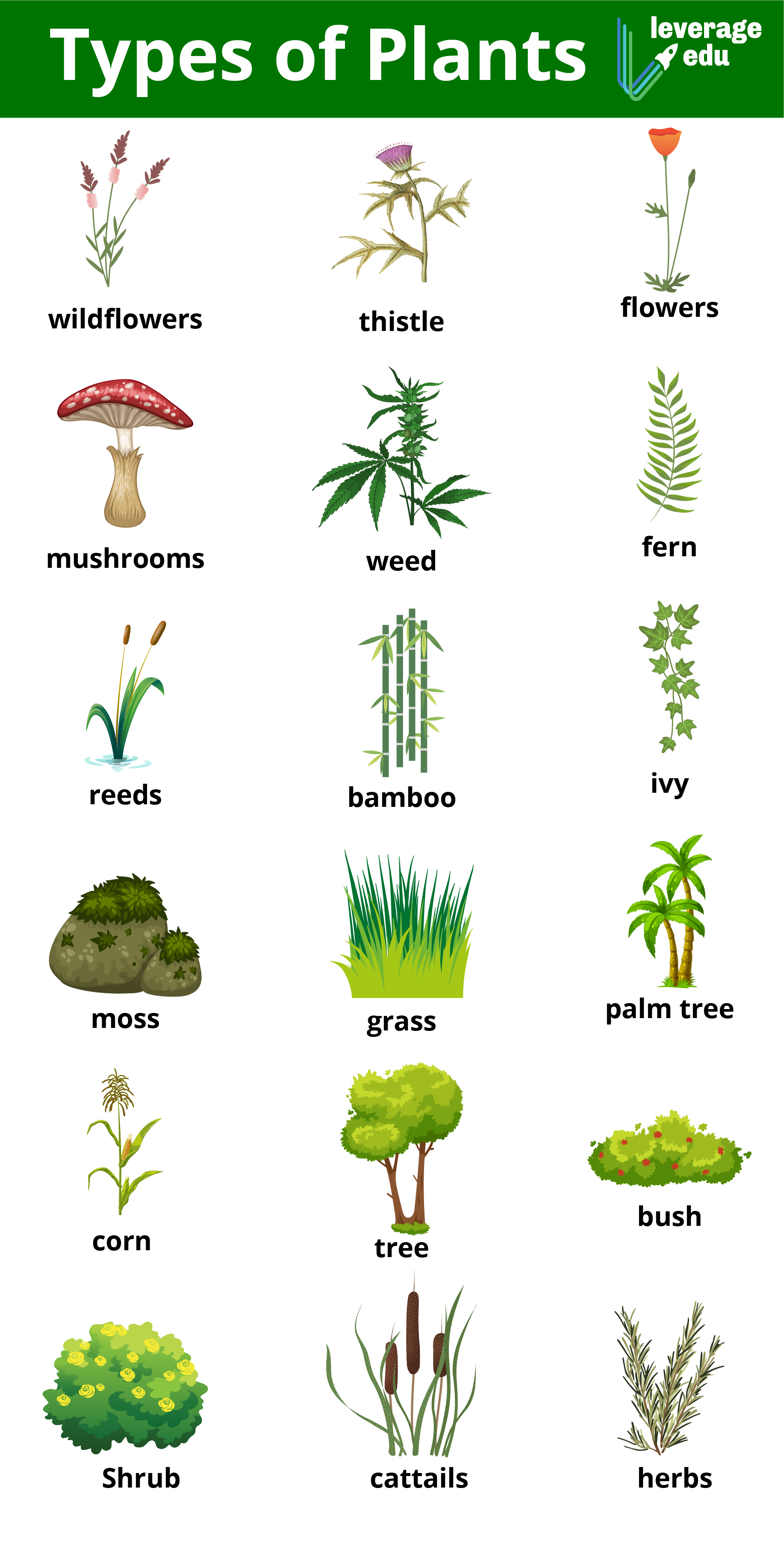 Types Of Plants Leverage Edu
