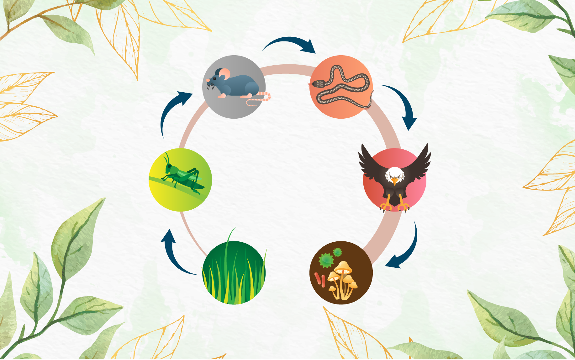 What Is Food Chain Definition Types Examples Leverage Edu