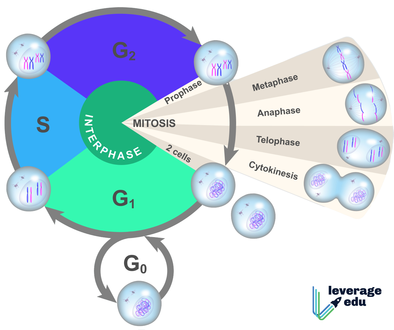 Phases Of Cell Cycle 01 Leverage Edu